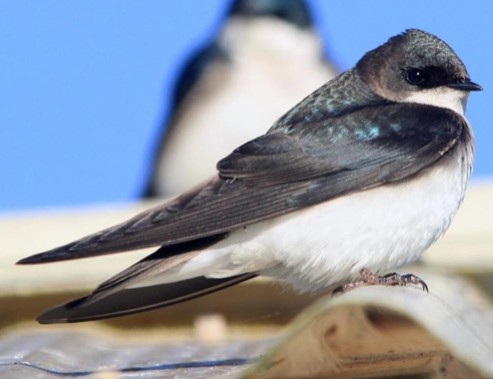 Tree Swallow (Tachycineta bicolor) – Operation SPLASH (Stop Polluting ...